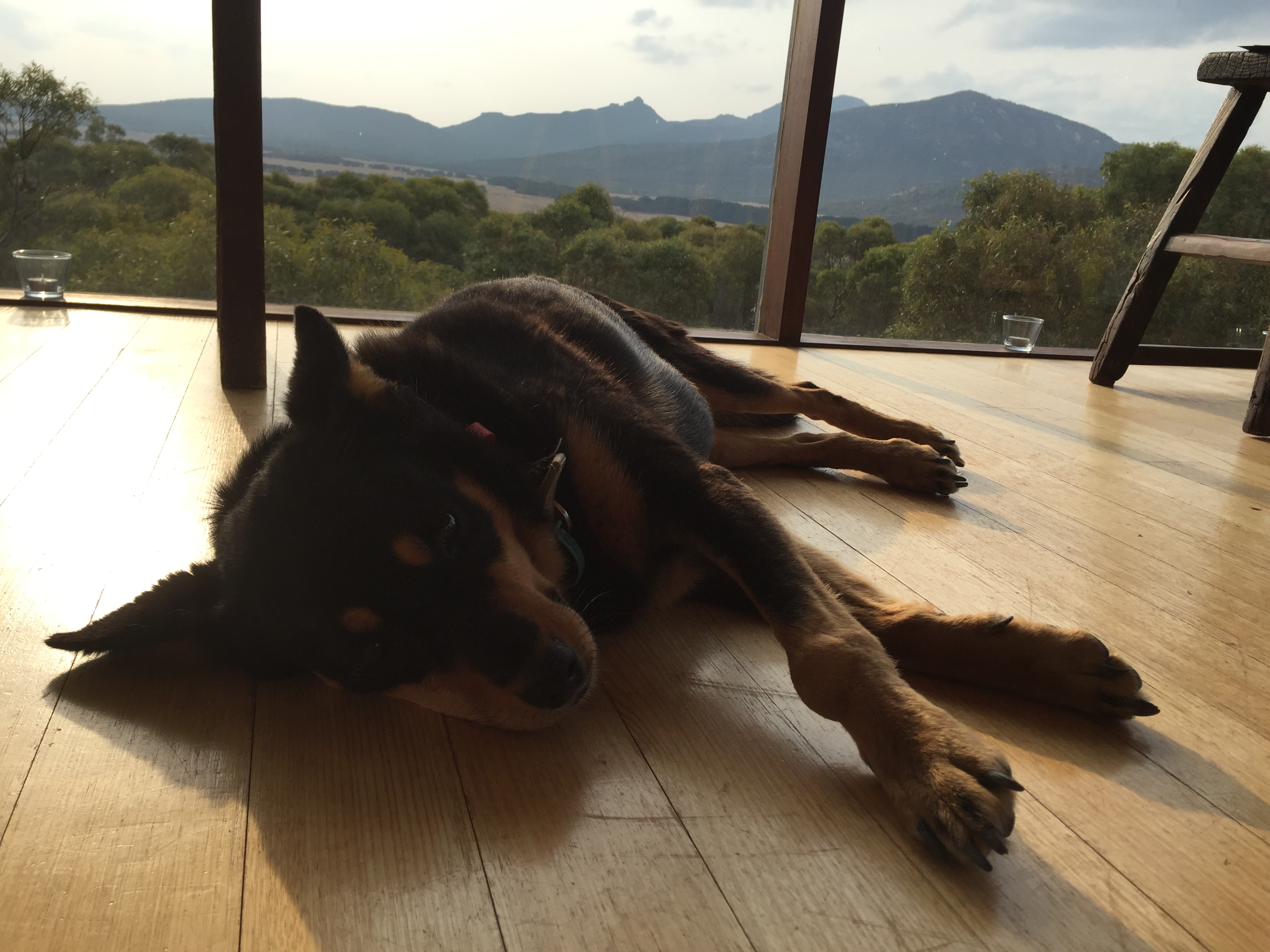 Nell – working dog – anthropocene interventions